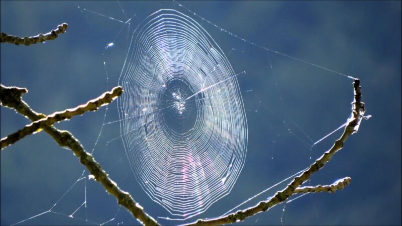 Tela Di Ragno - Gianmaria Testa Testo della canzone